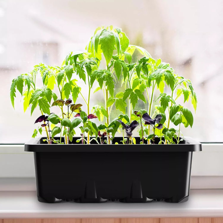 Boshen Growing Kit - Wayfair Canada